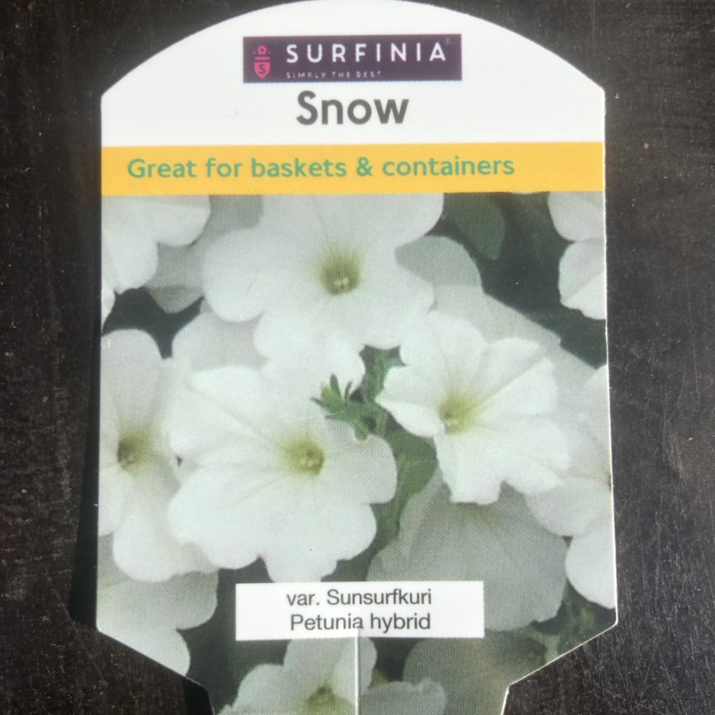 Large plug plants. Trailing Surfinia… Snow. ( 6 plants ) – Byram Nurseries