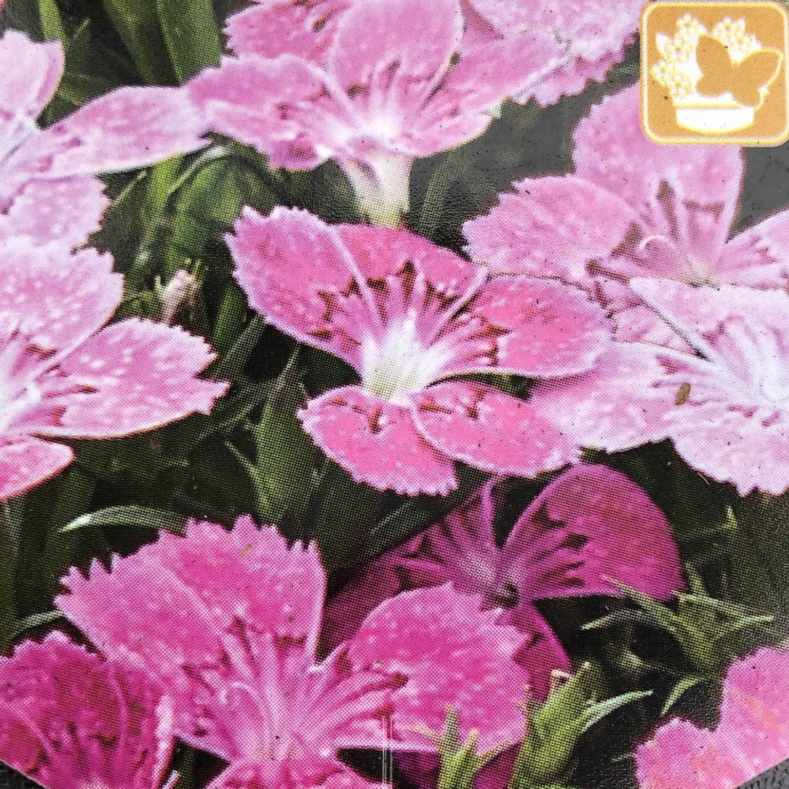 Perennial…Dianthus Tiny Pleasure Rose ( 4 plants ) – Byram Nurseries