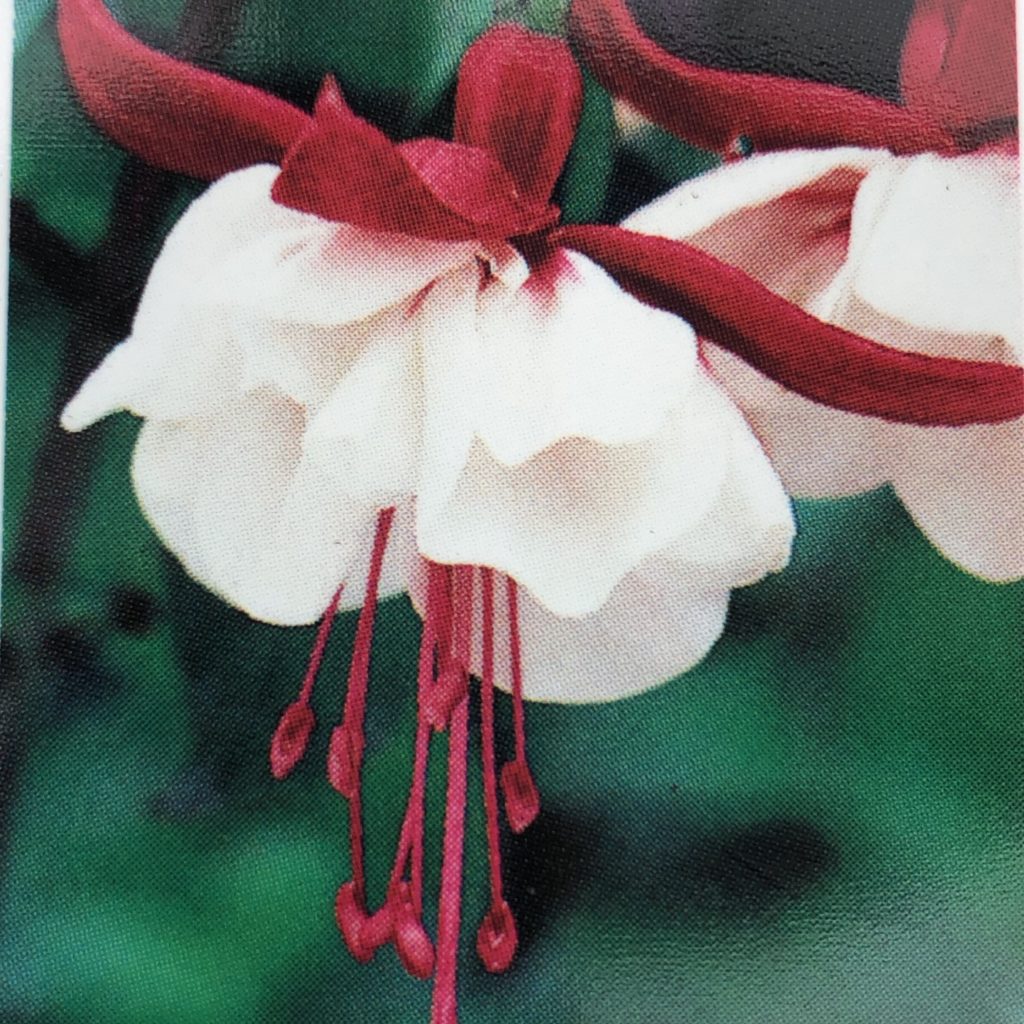 Fuchsia..Trailing Swingtime ( 5 plants ) – Byram Nurseries