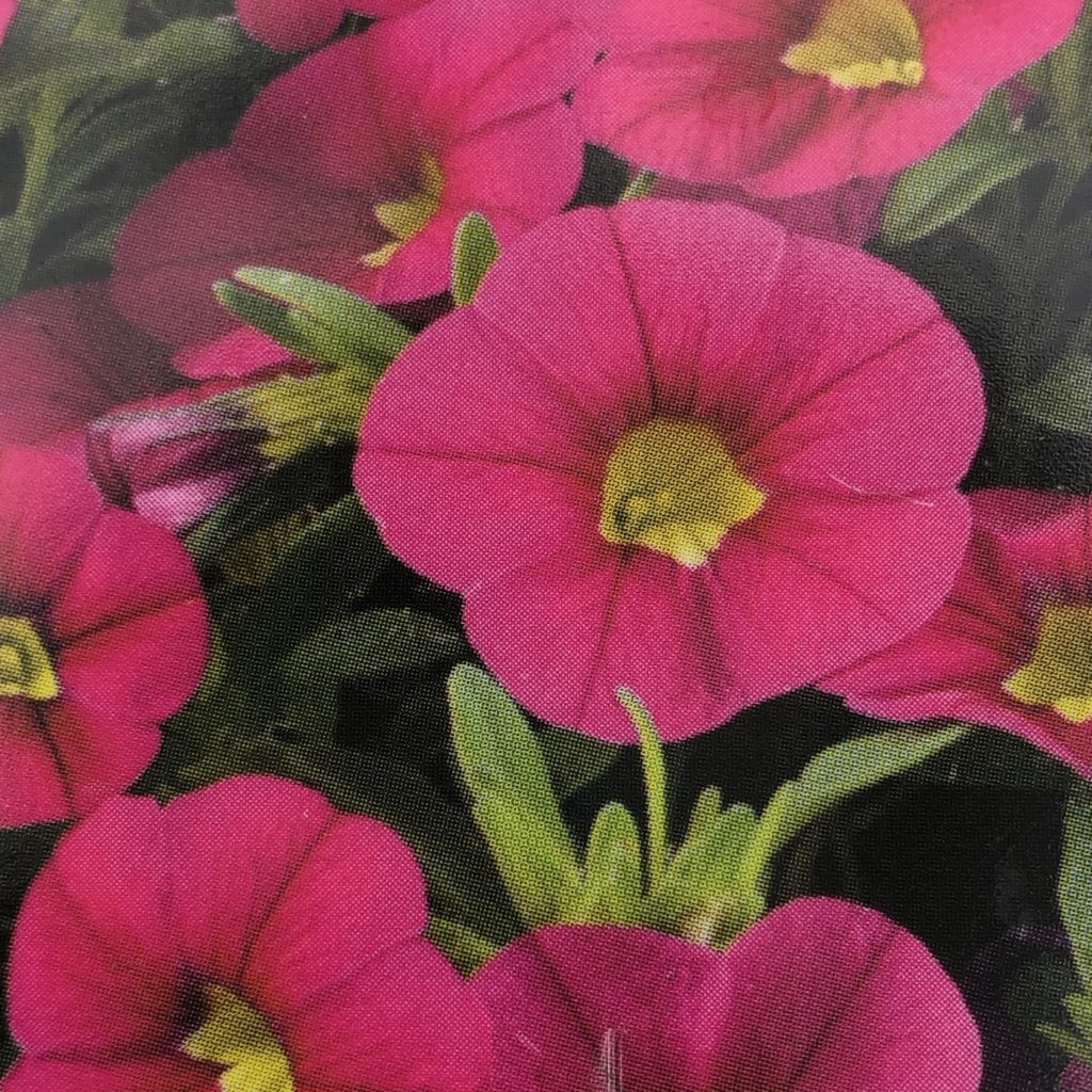 Calibrachoa…Compact Rose ( 5 plants ) – Byram Nurseries