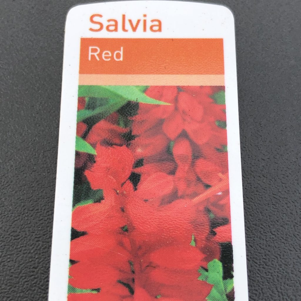 Bedding plants…Salvia Red – Byram Nurseries